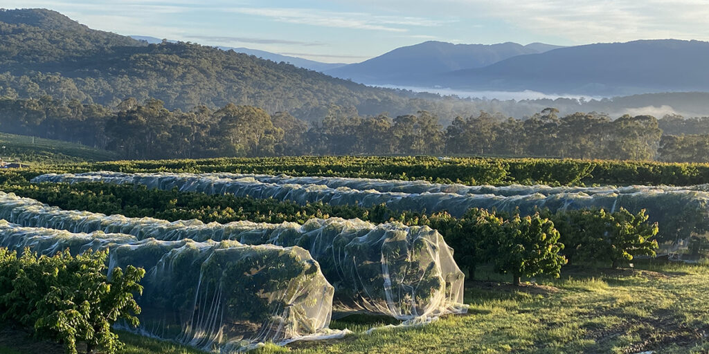 Yarra Valley Cherries: sustainable and carbon neutral